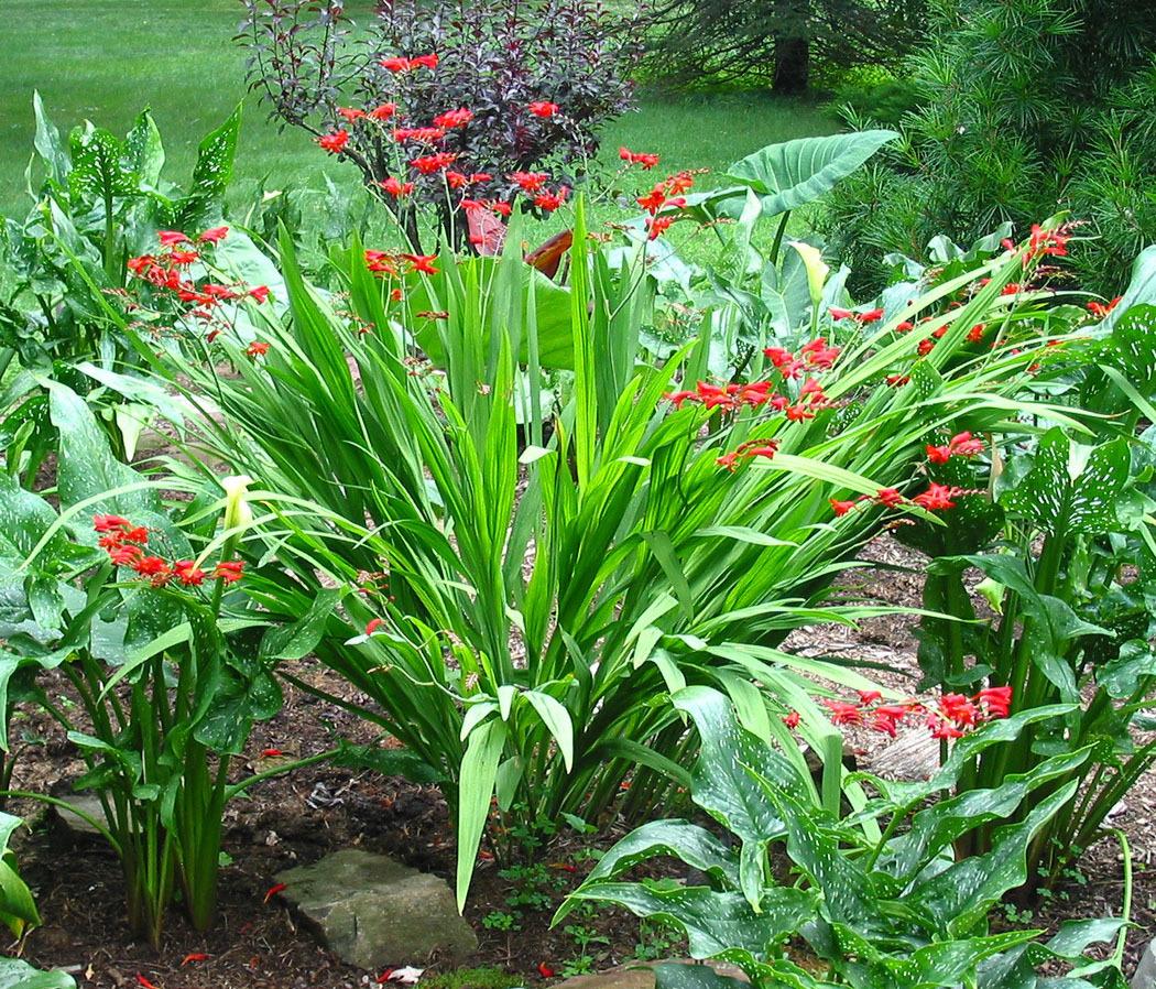 Crocosmias: Plant Care and Collection of Varieties - Garden.org