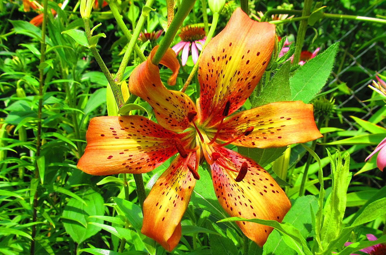 Photo of the bloom of Asiatic Lily (Lilium 'Firestar') posted by jmorth ...