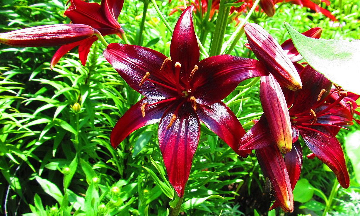 Lily (Lilium 'Summer Night') in the Lilies Database - Garden.org