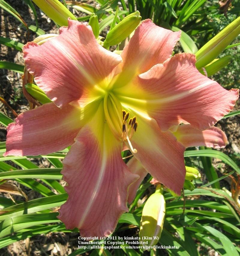 Photo of the bloom of Daylily (Hemerocallis 'Mama's Pajamas') posted by kimkats - Garden.org