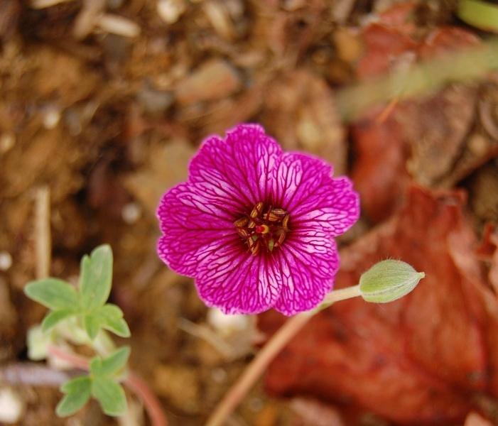Photo of the bloom of Cranesbill (Geranium cinereum 'Purple Pillow ...