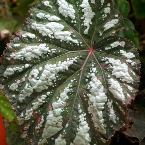 King Begonia (Begonia 'Judy Cook') in the Begonias Database - Garden.org