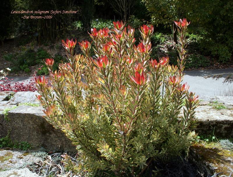 Photo of the entire plant of Common Sunshine Conebush (Leucadendron ...