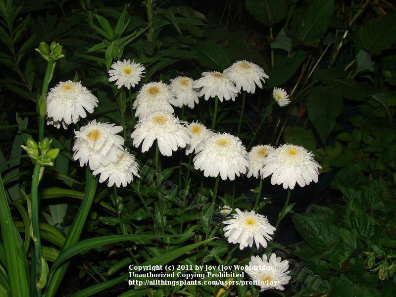 Photo of the entire plant of Shasta Daisy (Leucanthemum x superbum ...