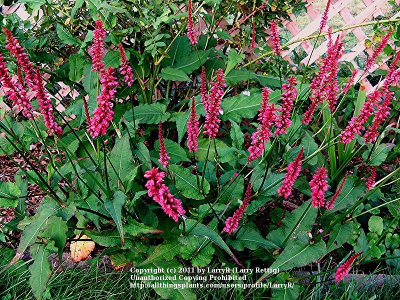 Photo of the entire plant of Mountain Fleece (Bistorta amplexicaulis ...