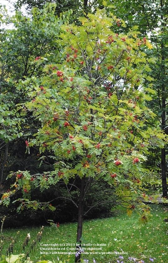 Photo of the entire plant of Showy Mountain Ash (Sorbus decora) posted ...