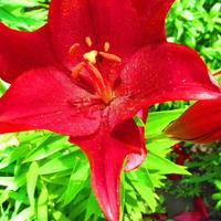 Lily (Lilium 'Red Alert') in the Lilies Database - Garden.org