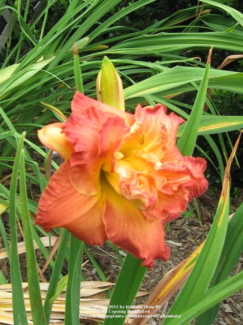 Photo of the bloom of Daylily (Hemerocallis 'Dinner and a Movie') posted by kimkats - Garden.org