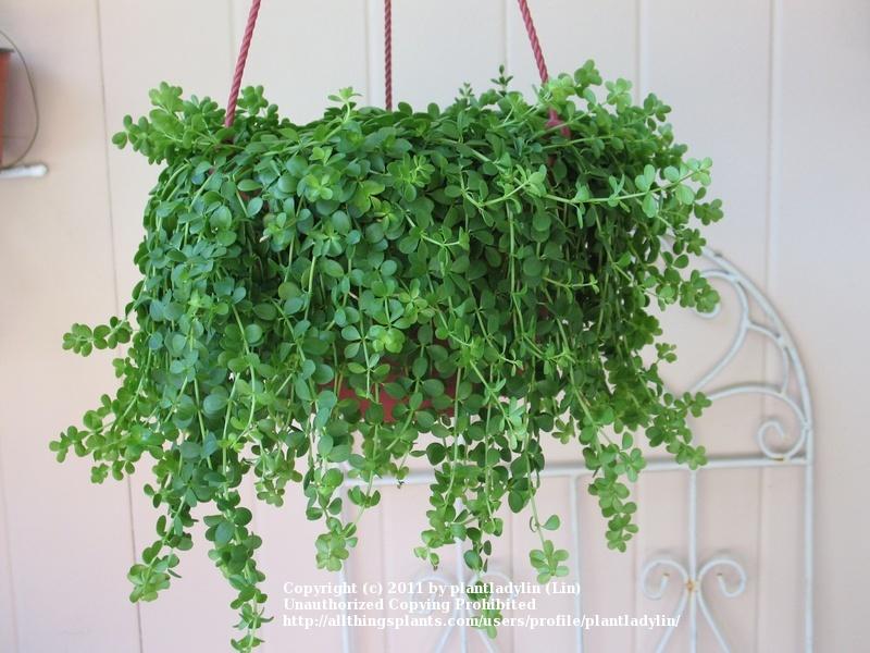 Peperomia (Peperomia clusiifolia 'Isabella') - Garden.org