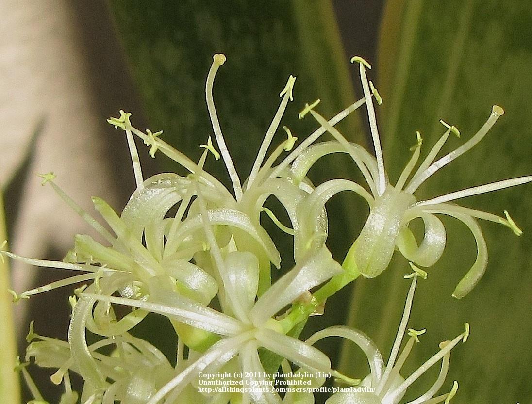 Snake Plants: Plant Care and Collection of Varieties - Garden.org