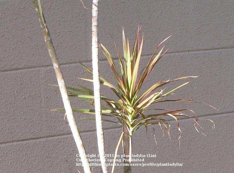 Photo of the leaves of Dragon Tree (Dracaena reflexa var. angustifolia ...