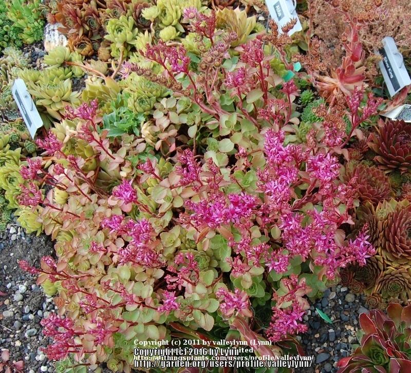 Photo of the entire plant of Two-Row Stonecrop (Phedimus spurius 'Ruby ...