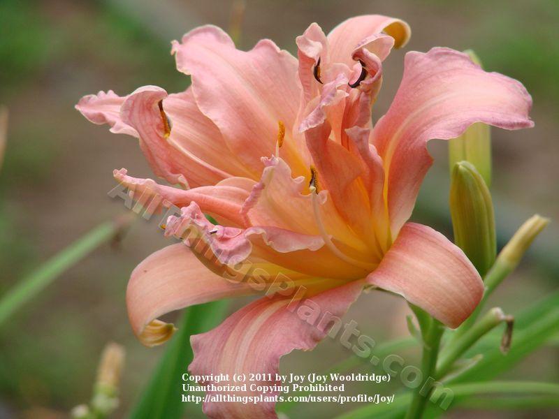 Daylily (Hemerocallis 'Double Pompon') in the Daylilies Database - Garden.org