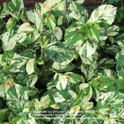 Photo of the bloom of Variegated Knotweed (Persicaria virginiana ...