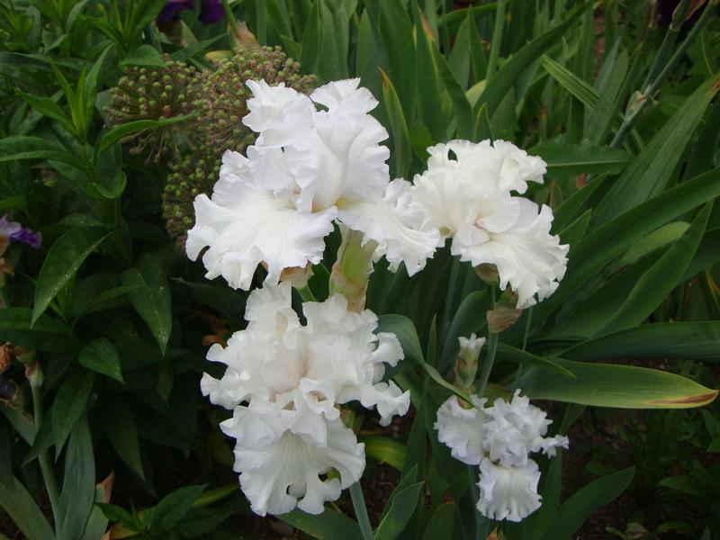 Photo of the bloom of Tall Bearded Iris (Iris 'Forever Blowing Bubbles') posted by Paul2032 ...