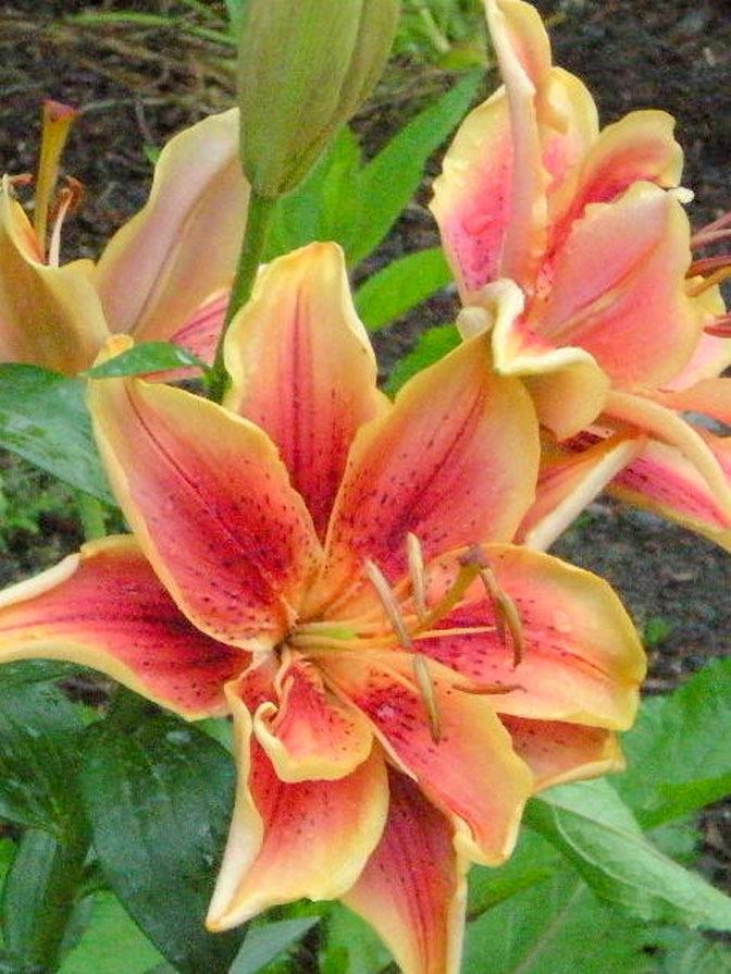 Photo of the bloom of Lily (Lilium 'First Crown') posted by ge1836 ...