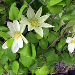 Clematis 'Moonlight' in the Clematis Database - Garden.org