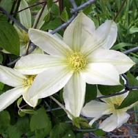 Clematis 'Moonlight' in the Clematis Database - Garden.org