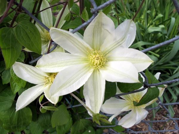Clematis 'Moonlight' in the Clematis Database - Garden.org