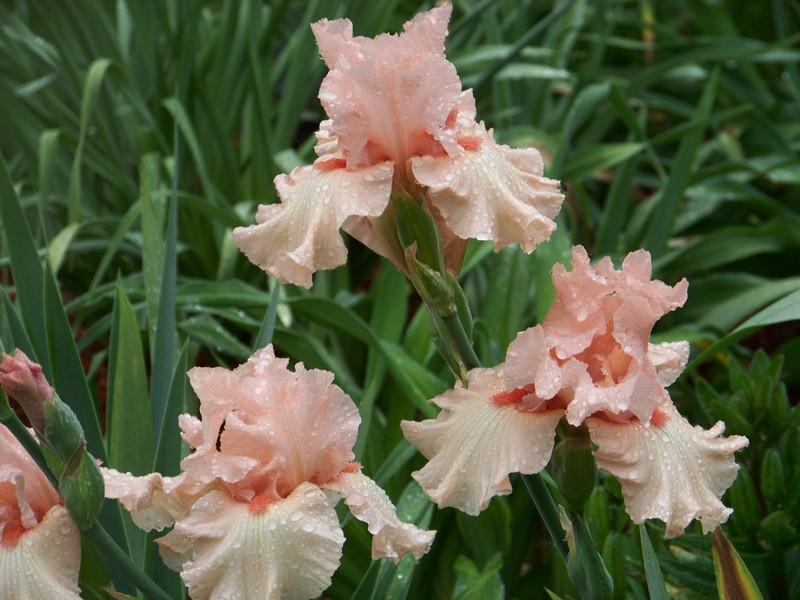 Photo of the bloom of Tall Bearded Iris (Iris 'Peppermint Cream ...