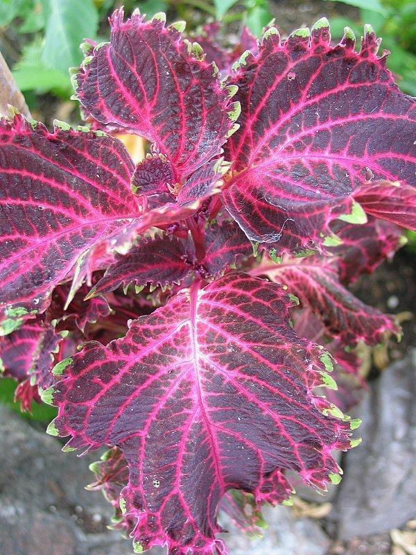 Coleus (Coleus scutellarioides 'Stunning') in the Coleus Database ...