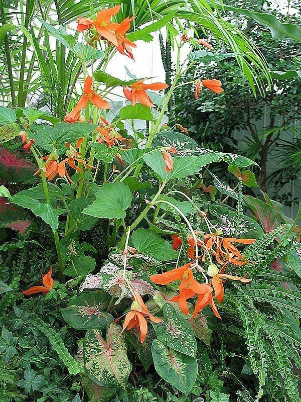 Tuberous Begonia (Begonia 'Bertini-1873') in the Begonias Database ...