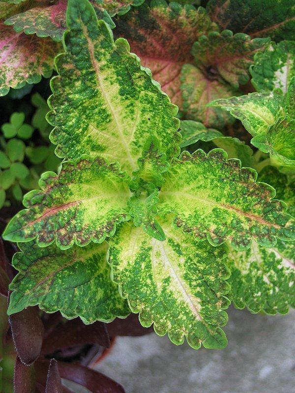 Coleus: Plant Care and Collection of Varieties - Garden.org