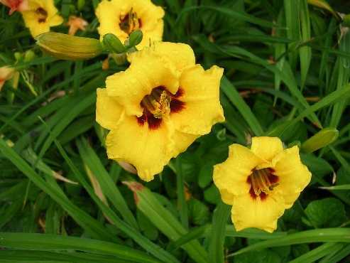 Photo of the bloom of Daylily (Hemerocallis 'Siloam June Bug') posted ...
