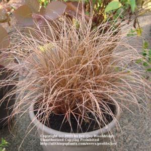 Weeping Brown Sedge (Carex flagellifera 'Auburn Cascade') in the Sedges ...