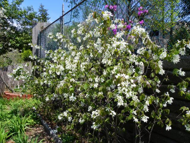 Photo of the entire plant of Serviceberry (Amelanchier alnifolia ...