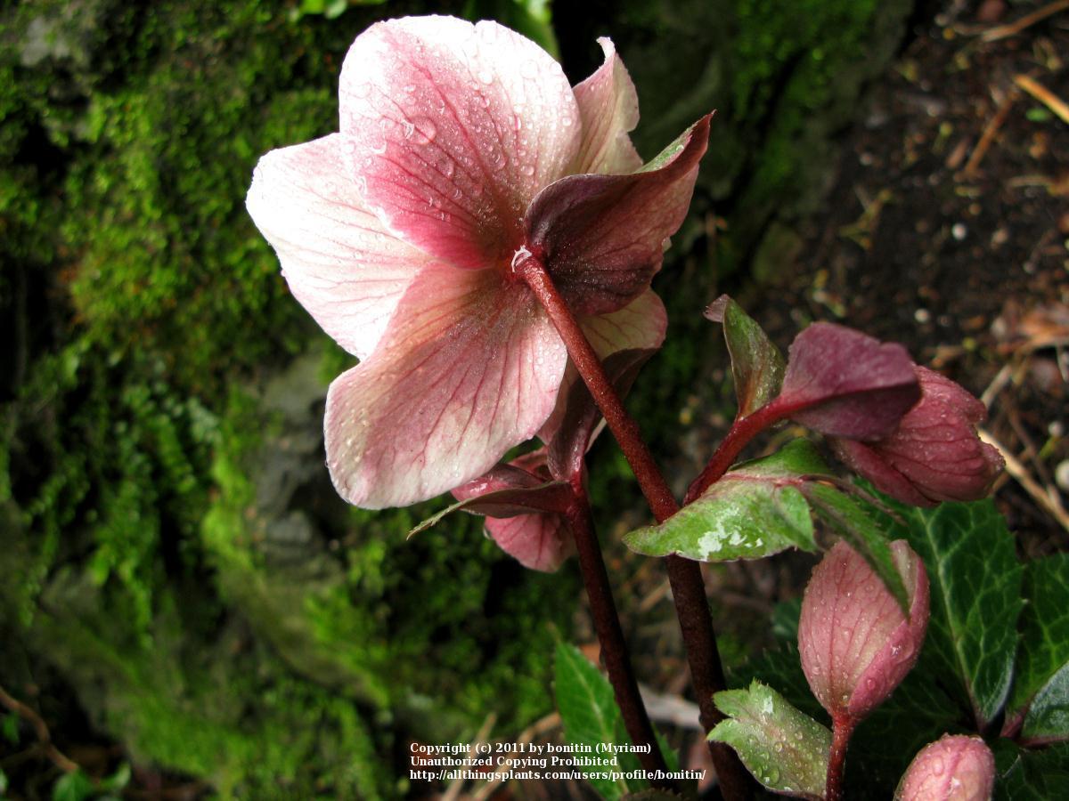 Hellebore (Helleborus Frostkiss™ Ruby Glow) in the Hellebores Database ...
