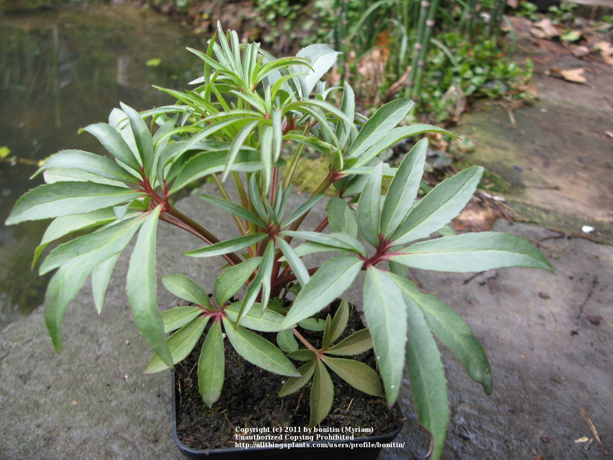 Photo of the leaves of Hellebore (Helleborus foetidus 'Wester Flisk ...