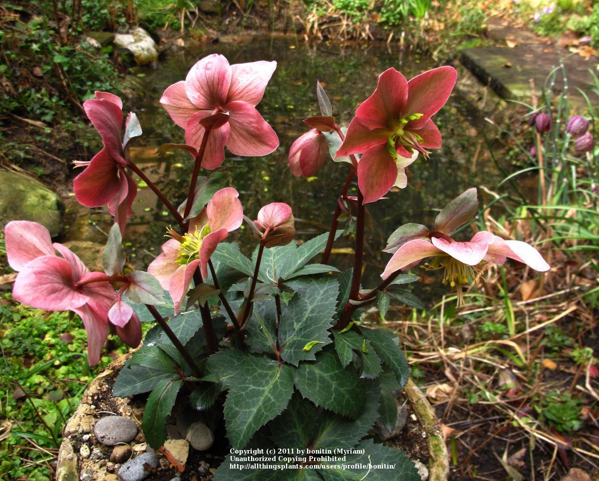Photo of the entire plant of Hellebore (Helleborus Frostkiss™ Ruby Glow ...