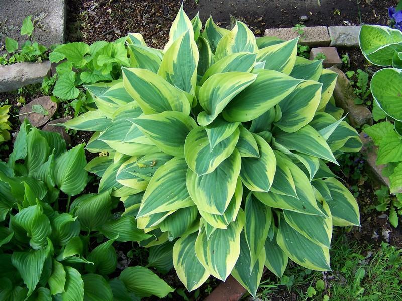 Hosta 'Wolverine' in the Hostas Database - Garden.org