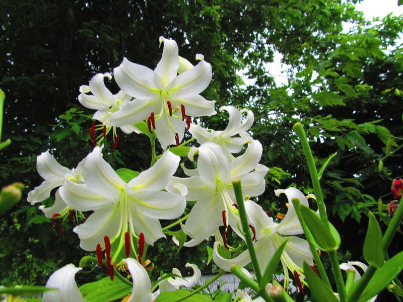 Photo of the bloom of Lily (Lilium 'July Snow') posted by jmorth ...