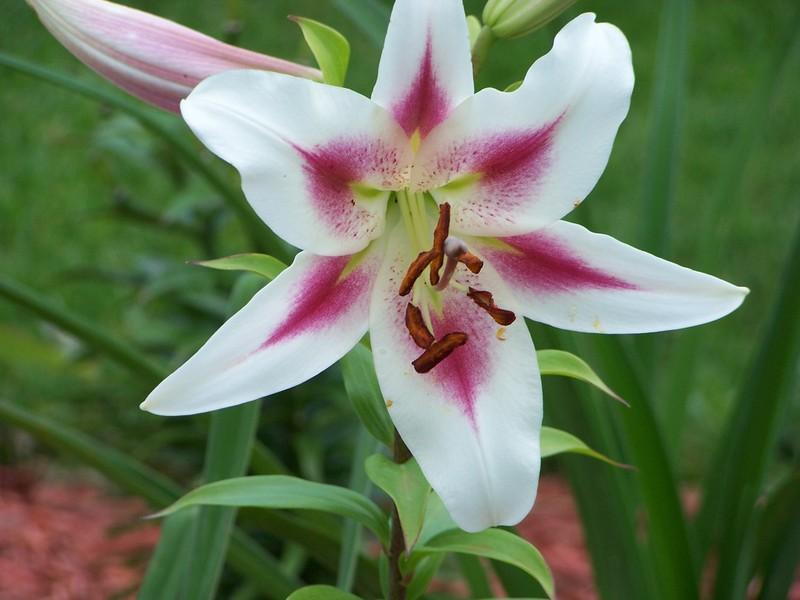 Photo of the bloom of Lily (Lilium 'Nymph') posted by mattsmom - Garden.org