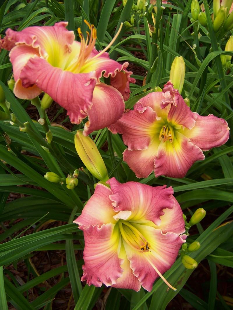 Photo of the entire plant of Daylily (Hemerocallis 'Rose Victorious ...