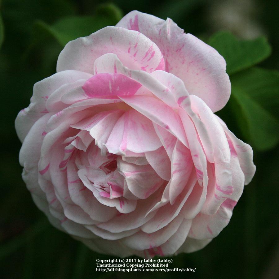 Photo of the bloom of Rose (Rosa 'Centifolia Variegata') posted by ...