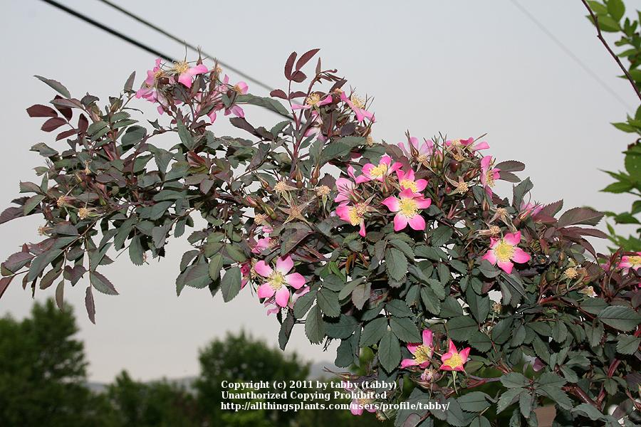 Photo of the entire plant of Red Leaf Rose (Rosa glauca) posted by ...