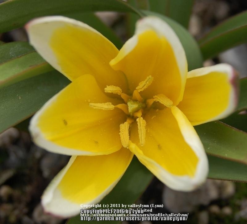 Photo of the bloom of Tarda Tulip (Tulipa urumiensis) posted by ...