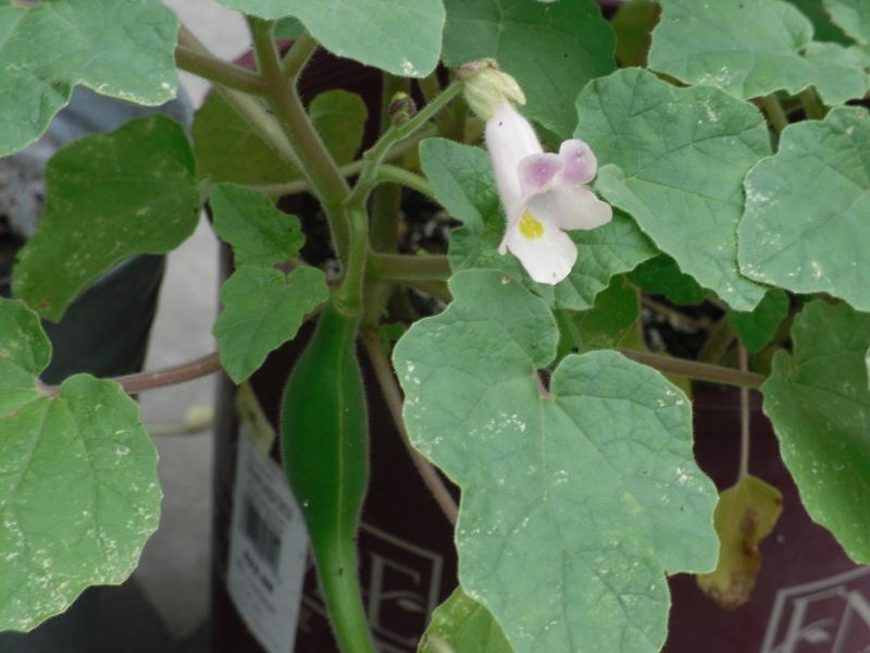 Photo of the fruit of Devil's Claw (Proboscidea parviflora var ...