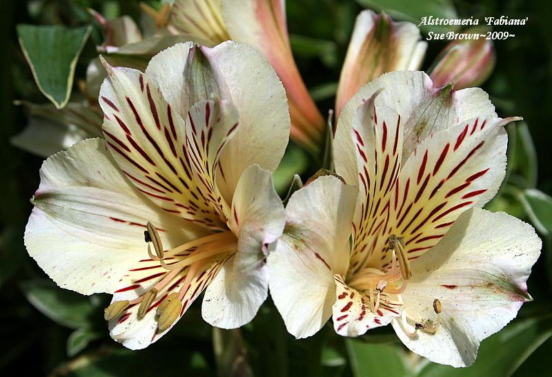 Photo of the bloom of Peruvian Lily (Alstroemeria Princess Lilies ...