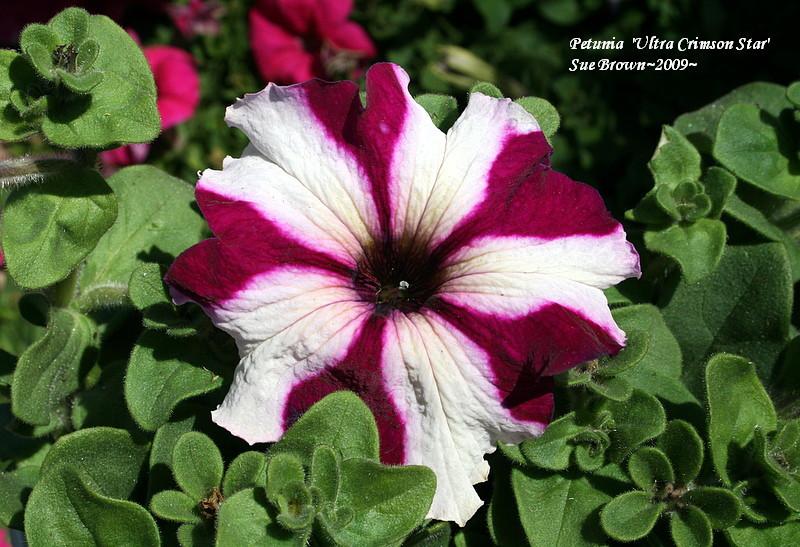 Grandiflora Petunia (Petunia Ultra™ Crimson Star) in the Petunias ...