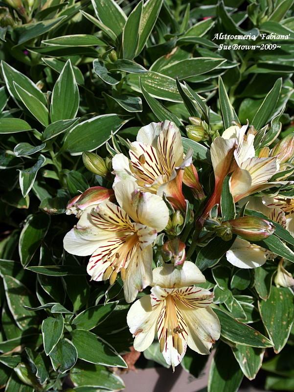Photo of the entire plant of Peruvian Lily (Alstroemeria Princess ...