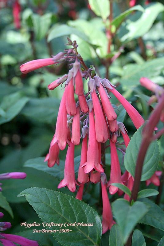 Cape Fuchsia (Phygelius aequalis Croftway™ Coral Princess) - Garden.org