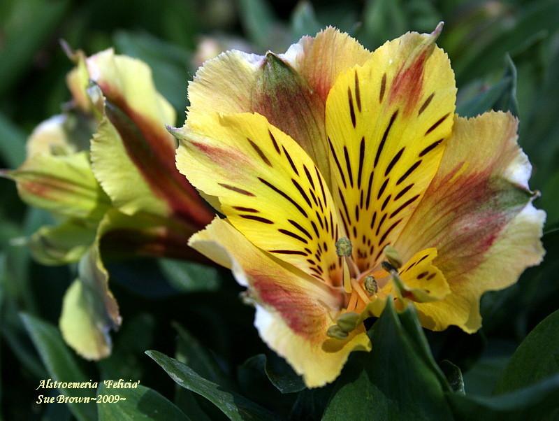 Photo of the bloom of Peruvian Lily (Alstroemeria Princess Lilies ...