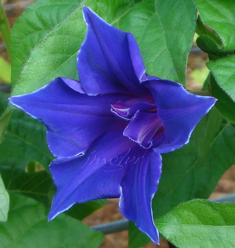 Photo of the bloom of Japanese Morning Glory (Ipomoea nil 'Double Blue ...