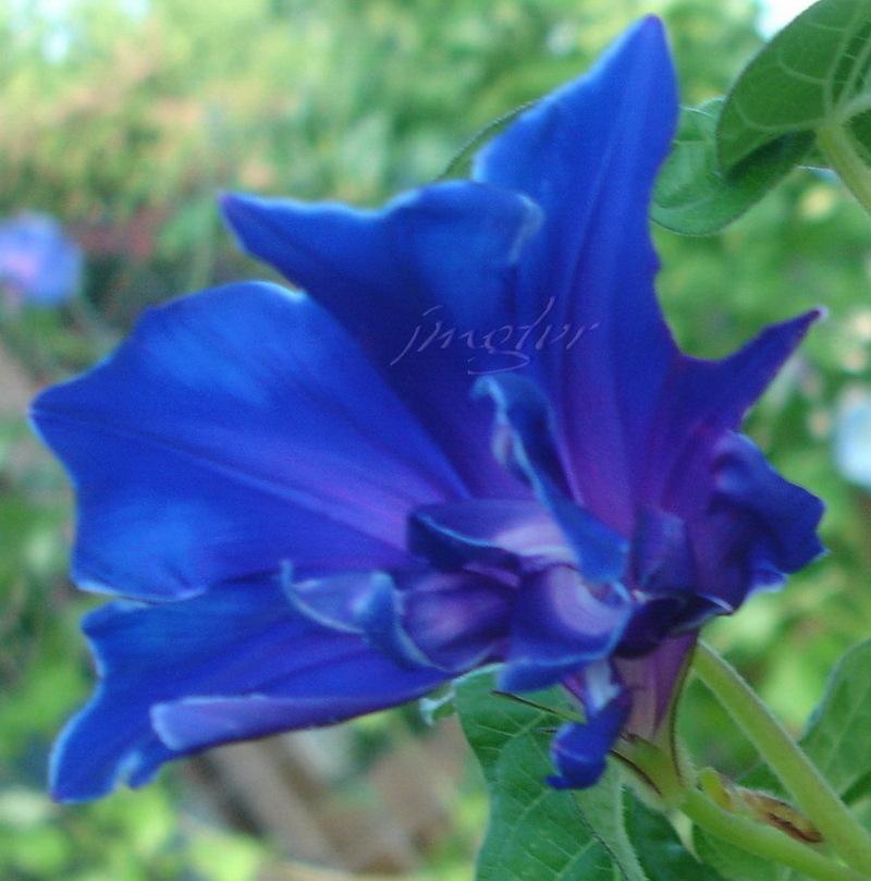 Photo of the bloom of Japanese Morning Glory (Ipomoea nil 'Double Blue ...
