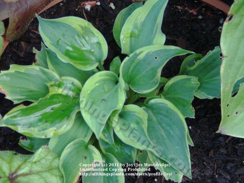 Photo of the entire plant of Hosta 'Deja Blu' posted by Joy - Garden.org