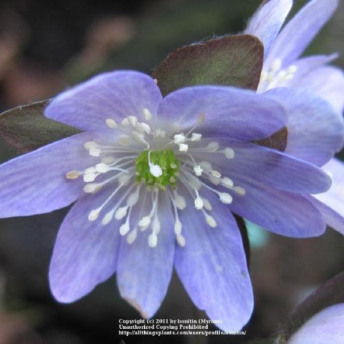 Liverleaf (Hepatica nobilis var. obtusa) - Garden.org